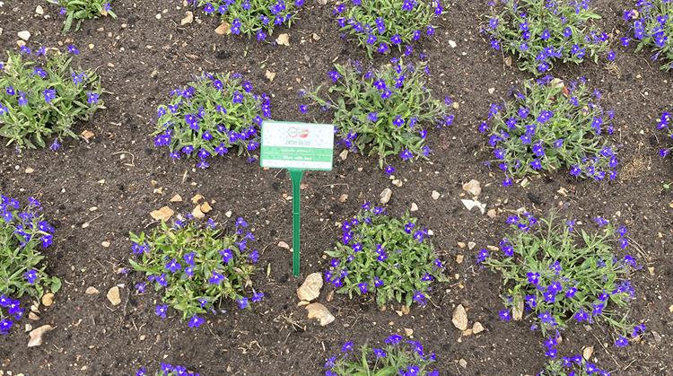 Plant-growing trials on trial | HortWeek