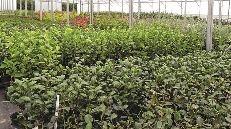 HortWeek | Latest horticulture industry news and jobs