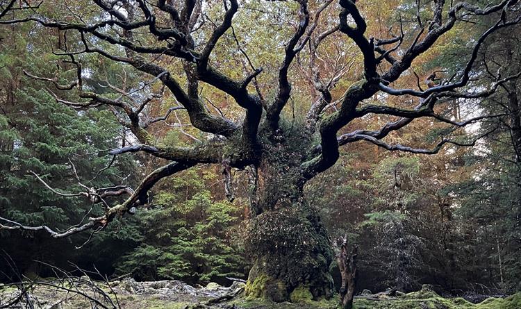 European Tree of the Year Awards features UK Skipinnish Oak | HortWeek