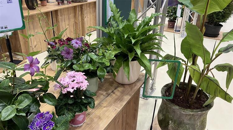 IPM Essen top plants awarded | HortWeek