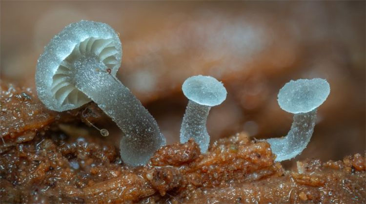 Species of mushroom ‘new to science’ discovered in Buckinghamshire ...