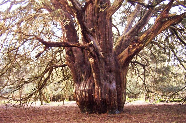Ancient yews in decline at Newlands Corner | HortWeek