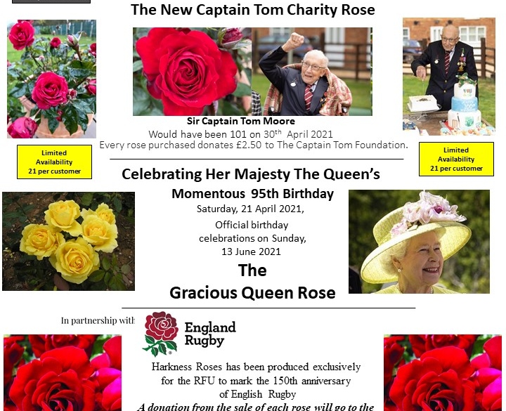 Harkness Roses launches new company to build on the 140 years of rose ...