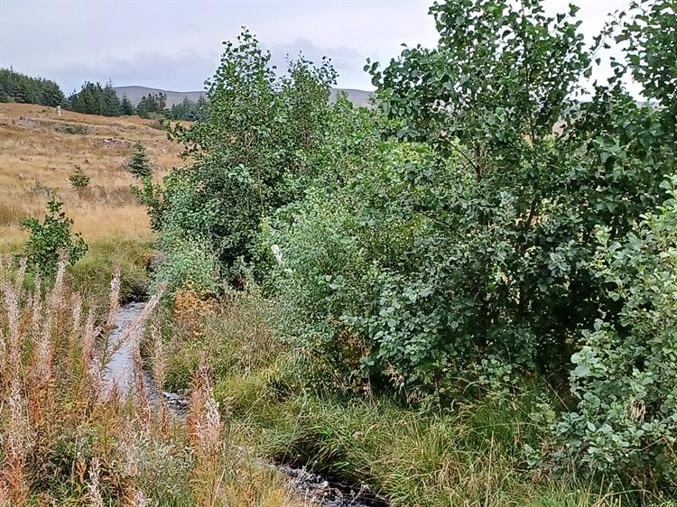 Riparian riverside trees planted in Scotland | HortWeek