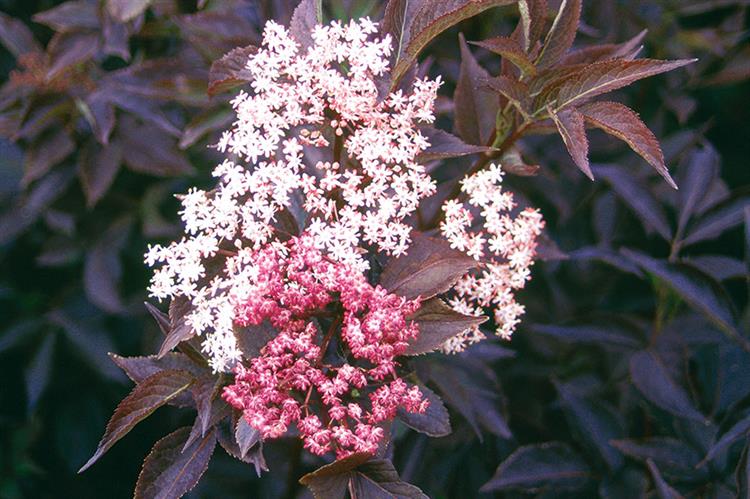 Sambucus | HortWeek