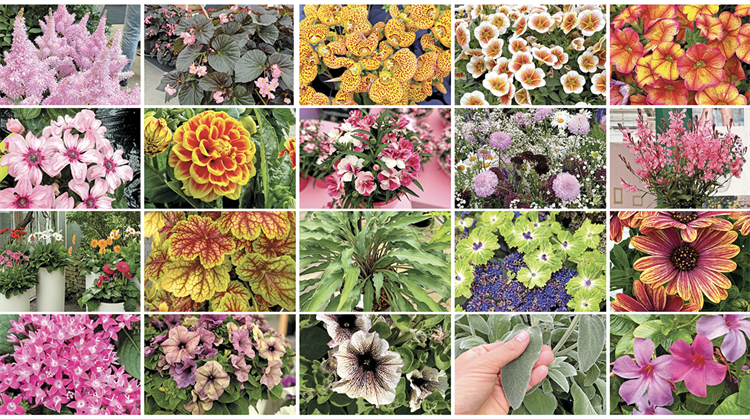 HortWeek | Latest horticulture industry news and jobs