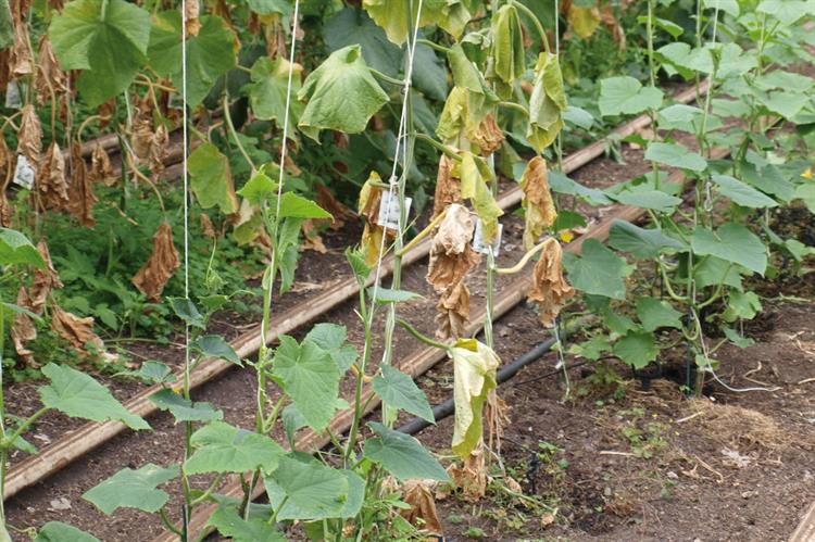 Wilt: how to help prevent and treat wilt on ornamentals crops | HortWeek