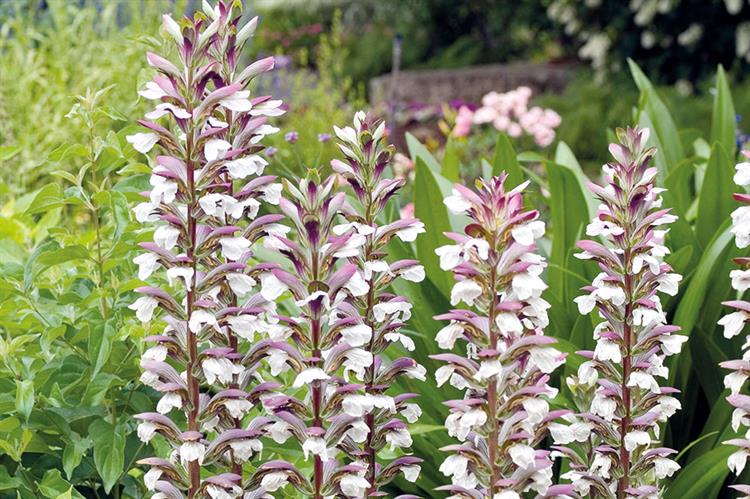 Acanthus | HortWeek