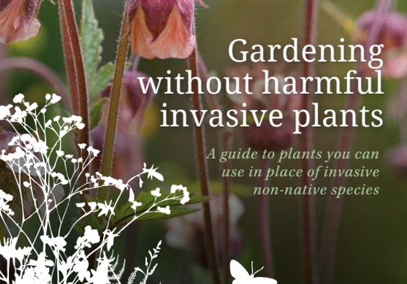 Non-invasive plants listing developed | HortWeek