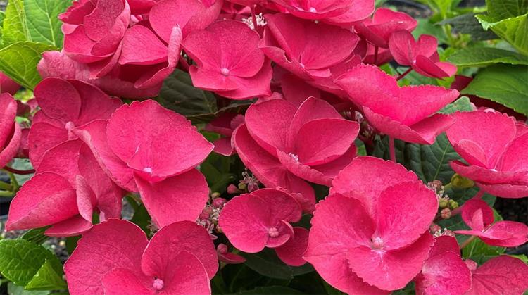 Hydrangea 'Cherry Explosion' from Wyevale Nurseries launched as ...