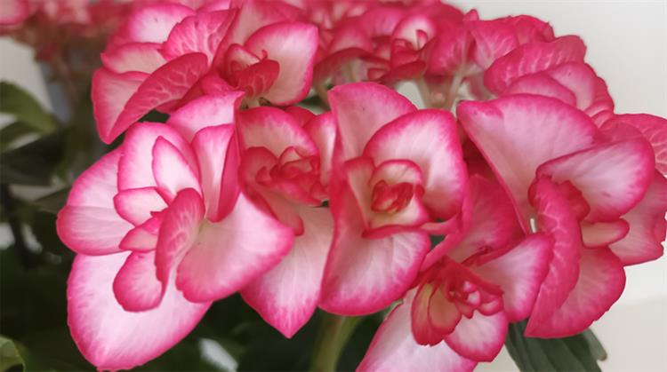 Javado Reveals New Plants For National Plant Show Hortweek