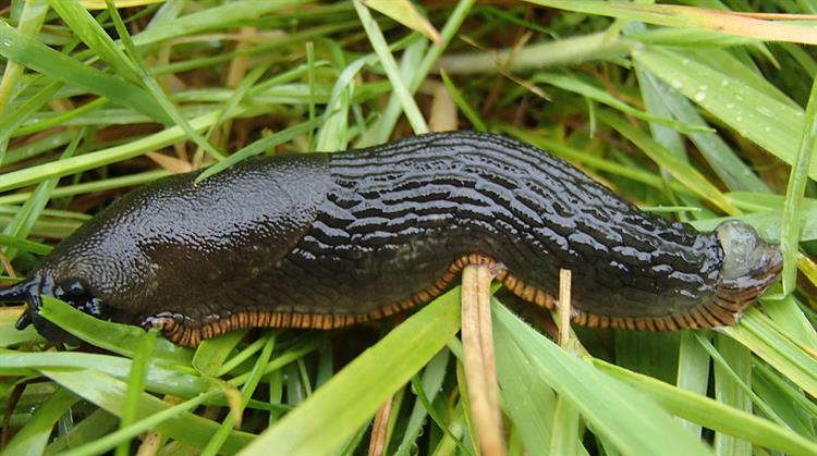 HortWeek | Latest horticulture industry news and jobs