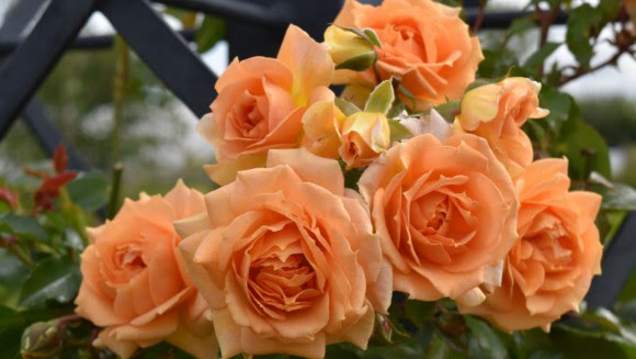 Peter Beales Roses to unveil RNLI ‘With Courage’ rose at RHS Chelsea ...