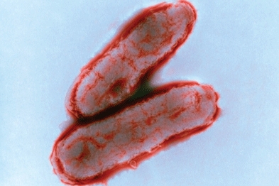 Clinical Review - Bacterial meningitis in children | GPonline