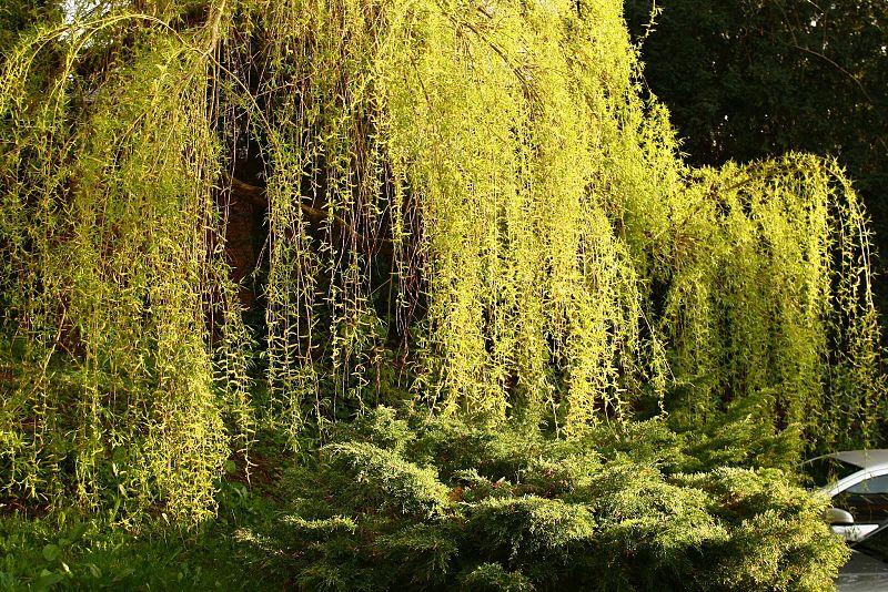 Researchers find willow an effective bioresource | ENDS Waste & Bioenergy