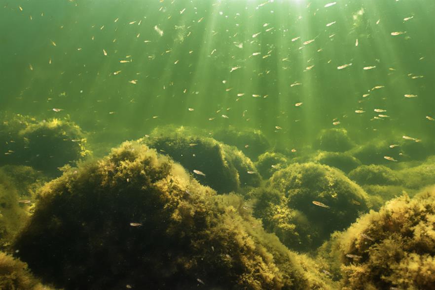 OX2 eyes oxygen boost for sea with 1.9GW offshore wind-to-green ...