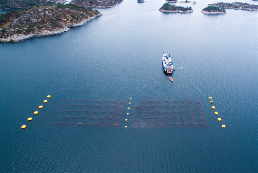 Simply Blue to explore seaweed farming at offshore wind projects ...