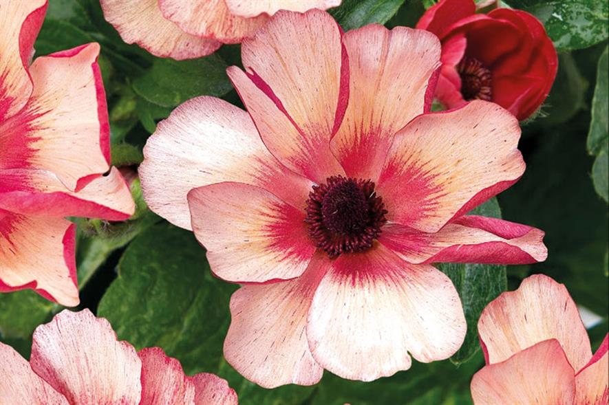 Ranunculus Butterfly | HortWeek