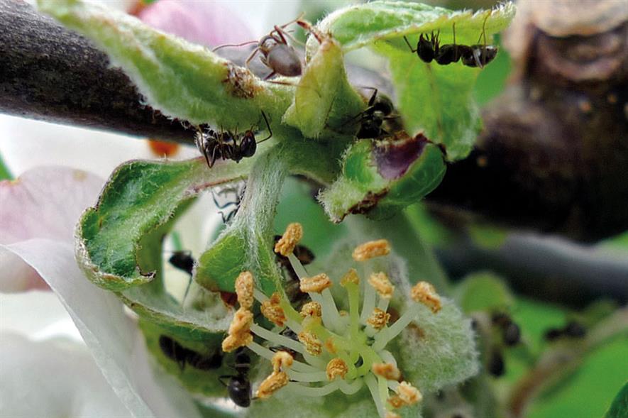 Ants could help orchards and control caterpillars | Horticulture Week
