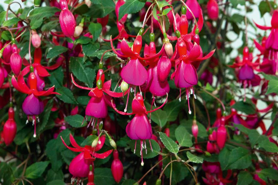 Fuchsia 'Pink Fizz' | Horticulture Week