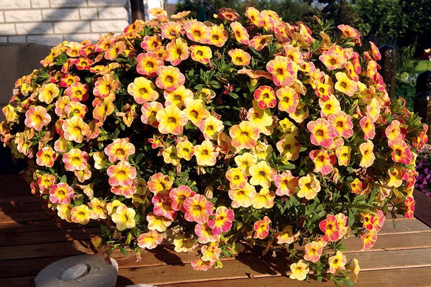 Colourful Westhoff genetic breakthrough for the Calibrachoa series ...