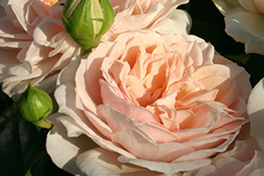 One of last Notts rose growers to close | HortWeek