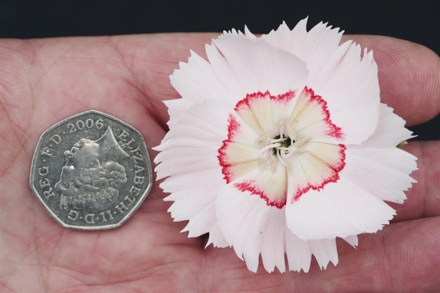 Whetman Pinks reveals launch plans for 2015 | Horticulture Week