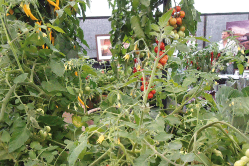 Lizzano 'The Tomato Bush' | HortWeek