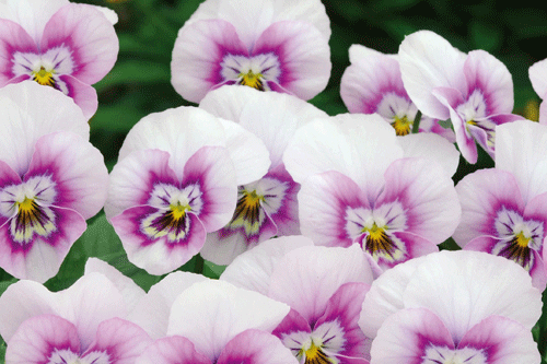 Viola Sorbet XP 'Pink Halo' | HortWeek