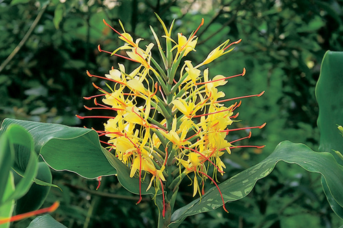 Hedychium | Horticulture Week