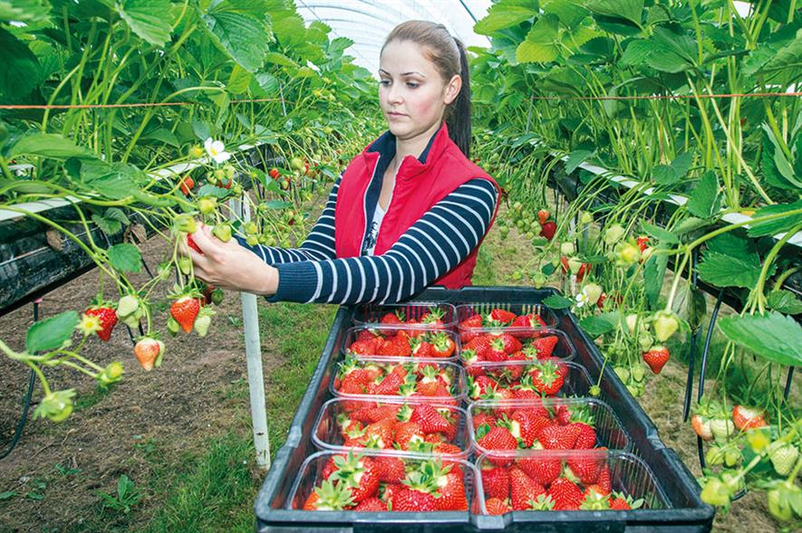 Top UK Fruit Producers 2020 - 21 - 25 | HortWeek