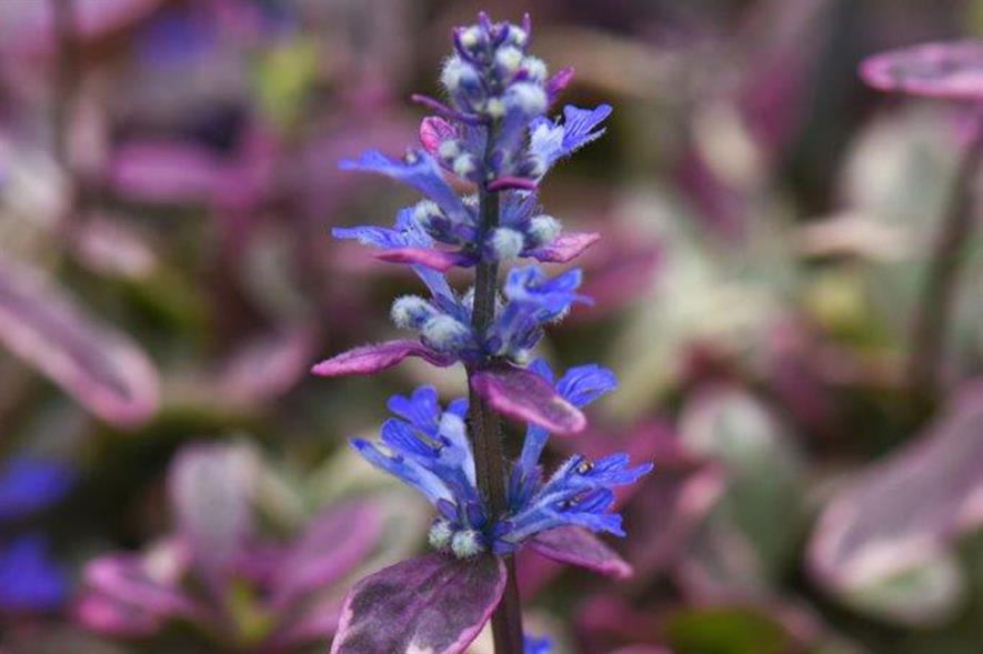 Ajuga Princess Nadia | Horticulture Week