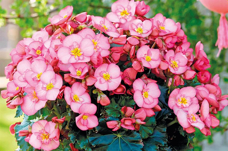 Begonia Dreams Garden MacaRose | HortWeek