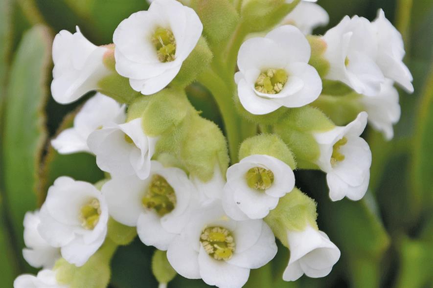 Bergenia Diamond Drops | HortWeek