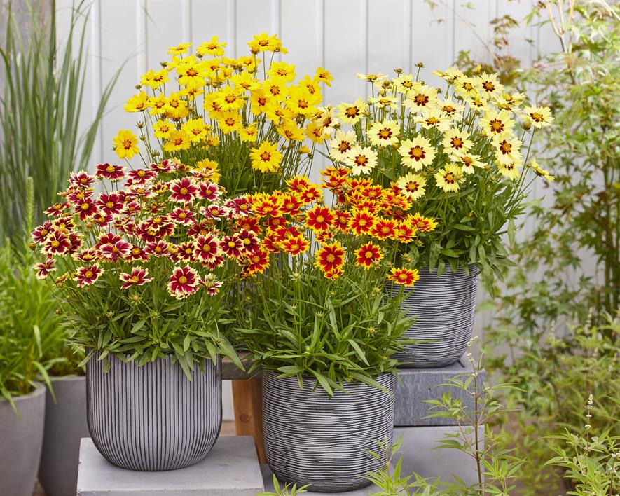 Plantipp introduces three new series during FlowerTrials 2022 | HortWeek