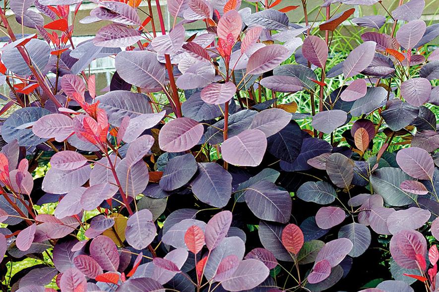 Cotinus | Horticulture Week