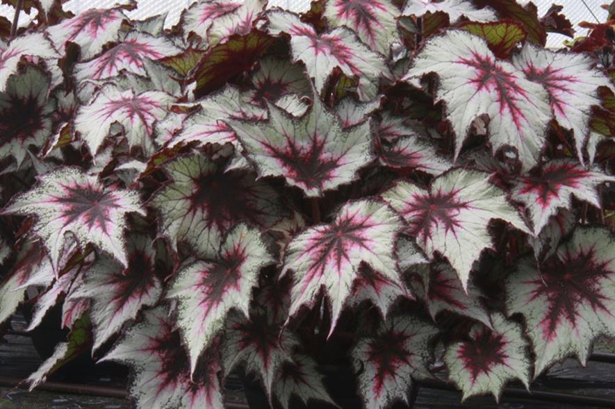 Begonia 'Silver Spirit' | HortWeek