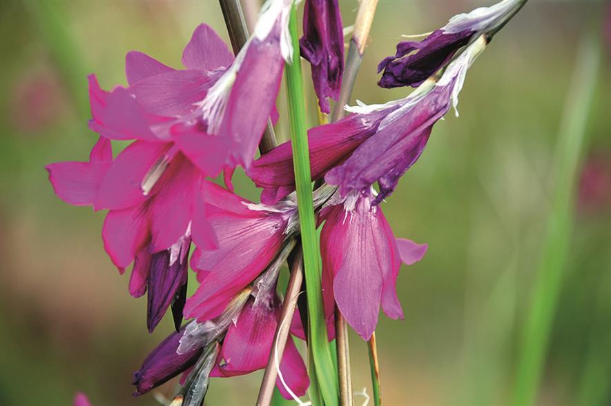 Dierama | HortWeek