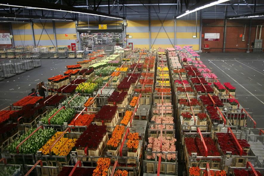 Dutch plant export and garden centres sales 20-40% up | Horticulture Week