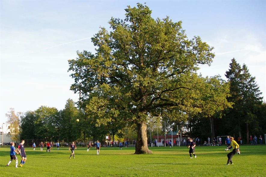 Quirky Estonian oak tree entry wins Tree of the Year contest ...
