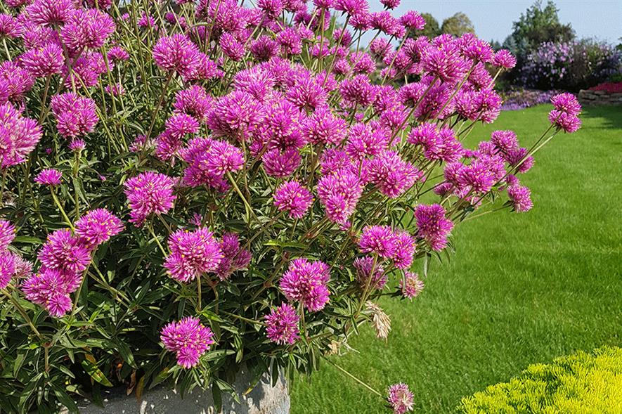 Gomphrena 'Truffula Pink' | HortWeek