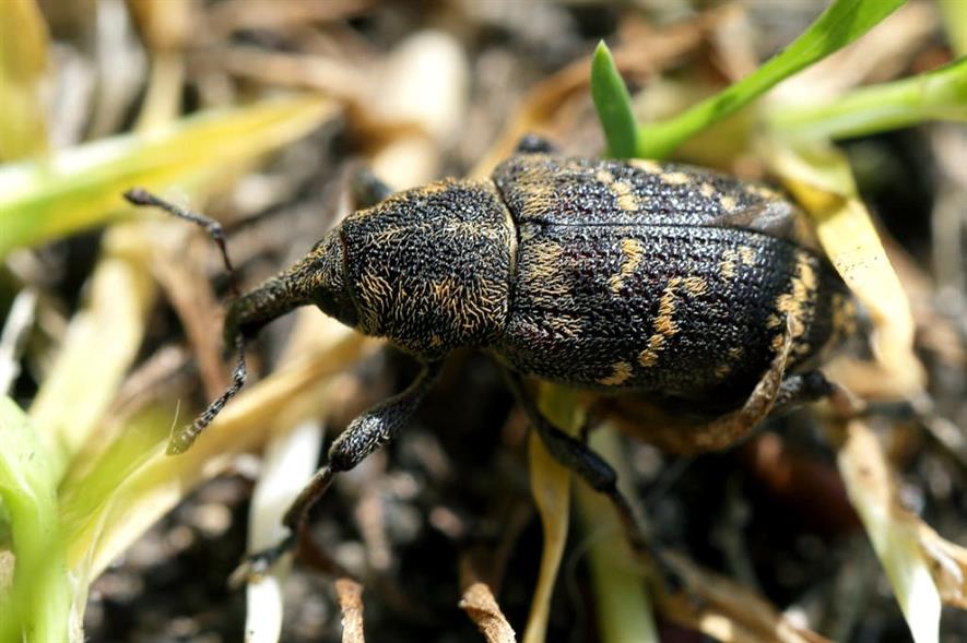 Over £500k in awards to find control for damaging pine weevil ...