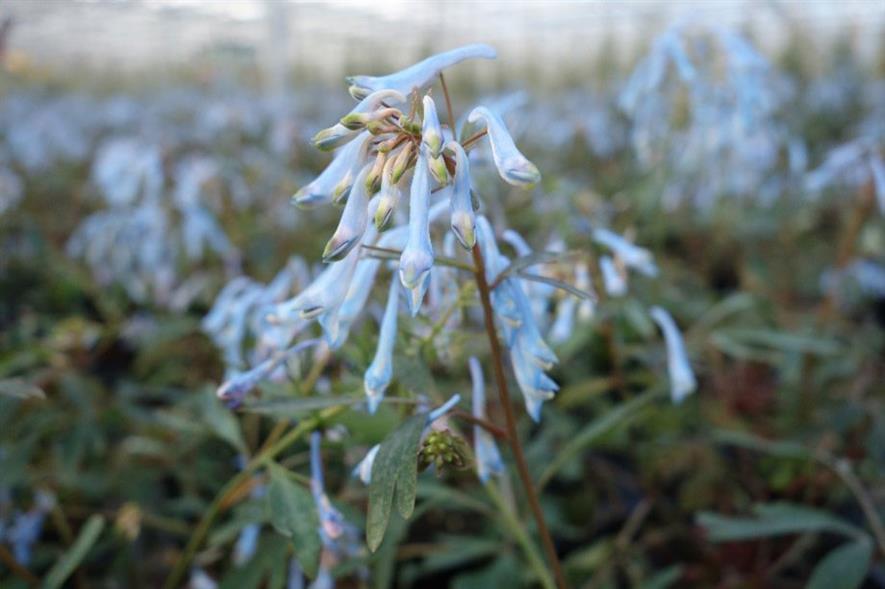 Corydalis 'Porcelain Blue' | HortWeek