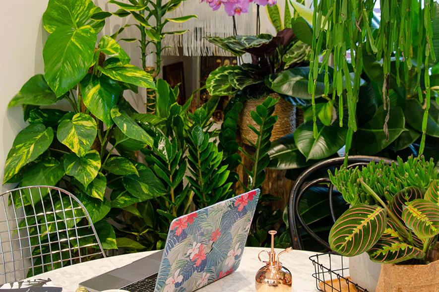 Plants@work week calls for more plants in home offices | HortWeek