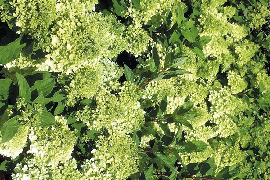 Hydrangea paniculata Mojito | HortWeek