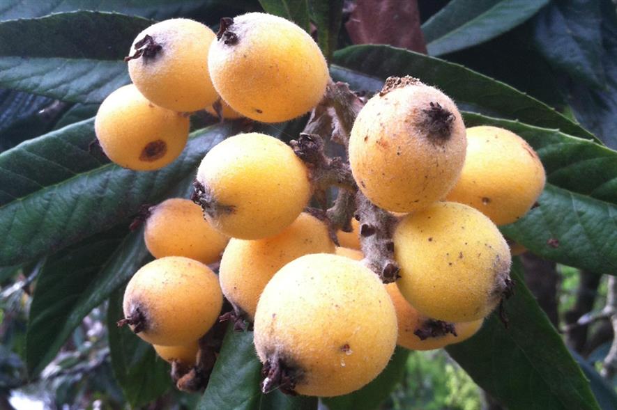 Yeo Valley begins 'fruit quest' to find suppliers | Horticulture Week