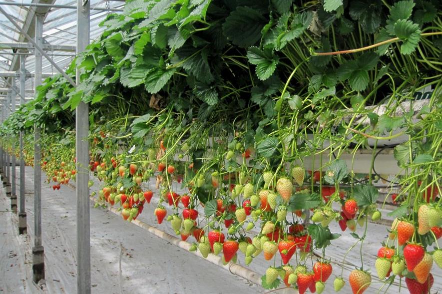Research will maximise Malling Centenary strawberry's potential ...