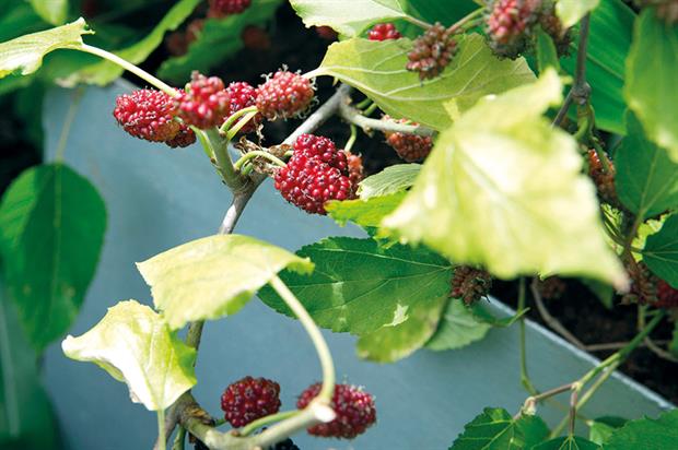 Wyevale Nurseries to relaunch Chelsea Flower Show winning mulberry at ...