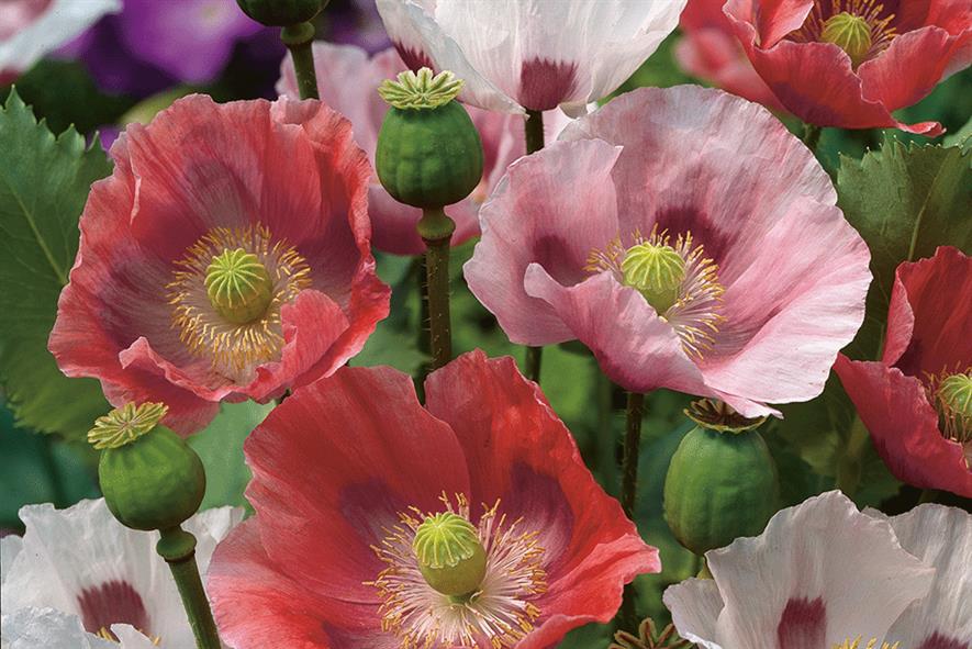 Papaver | HortWeek