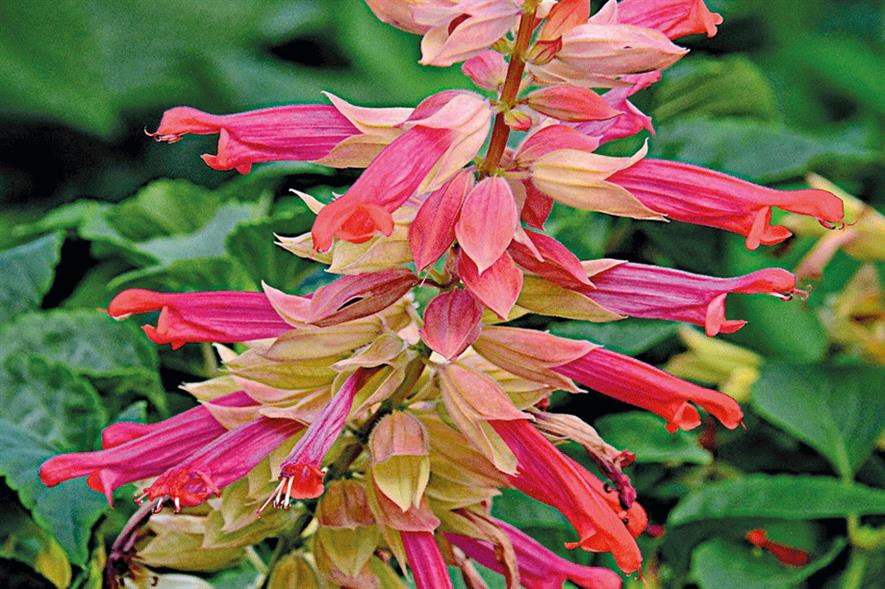 Salvia Flamingo | HortWeek